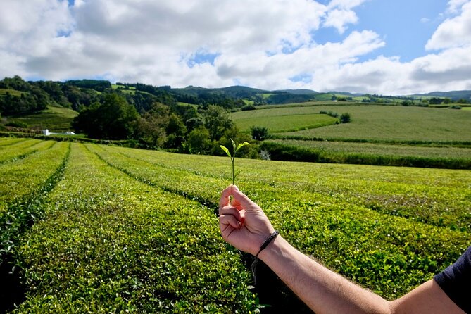 Full Day Furnas Volcano, With Traditional Lunch (East Tour) - Attractions Along the Route