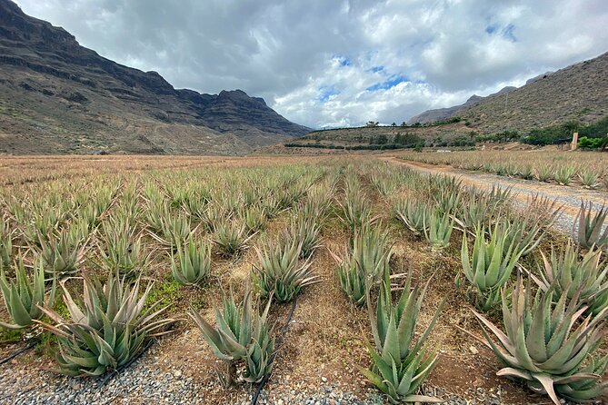 Full-Day Gran Canaria Tour With Teror, Tejeda and Lunch in Fataga - Scenic Views and Attractions