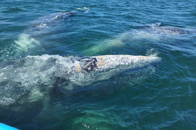 Full Day Gray Whale Watching Experience - The Cultural and Culinary Break
