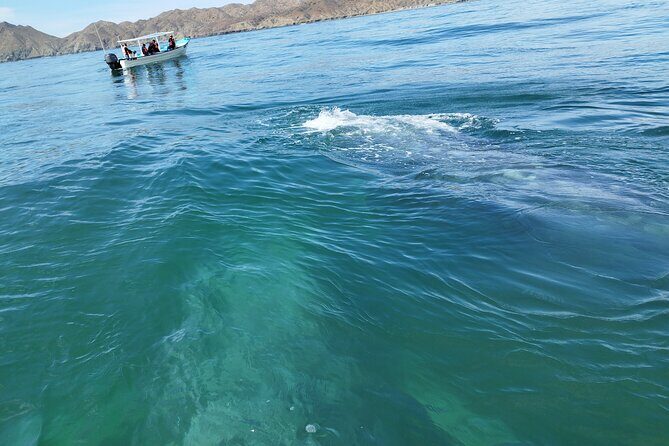 Full Day Gray Whale Watching Experience - The Sum Up