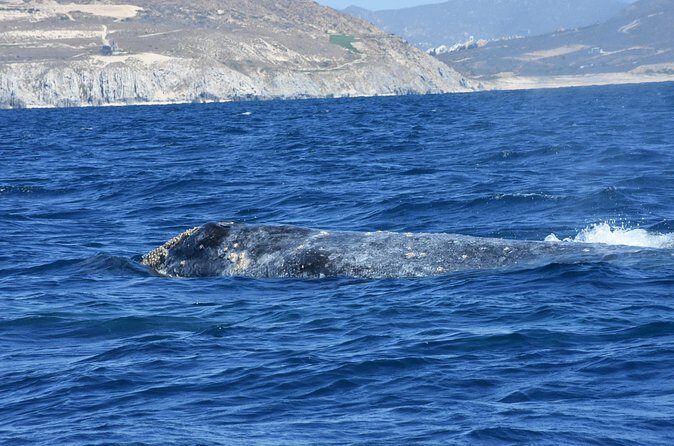 Full-Day Gray Whale Watching tour from Cabo to Mag Bay - Final Thoughts: Is This Tour Worth It?