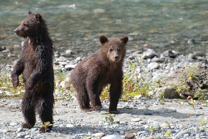 Full Day Grizzly Bear Tour to Bute Inlet - What Do the Reviews Say?
