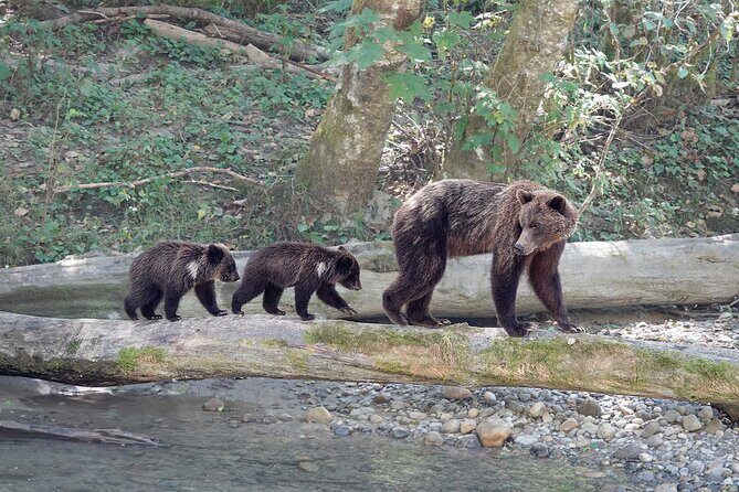 Full Day Grizzly Bear Tour to Bute Inlet - Pricing and Value