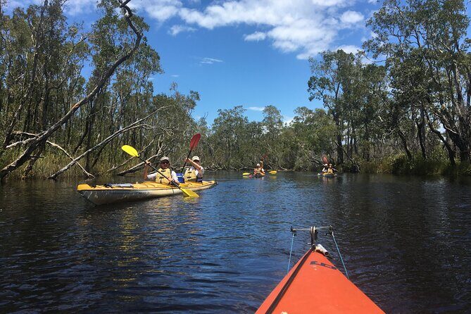 Full-Day Guided Noosa Everglades Kayak Tour - Who Is This Tour Best For?