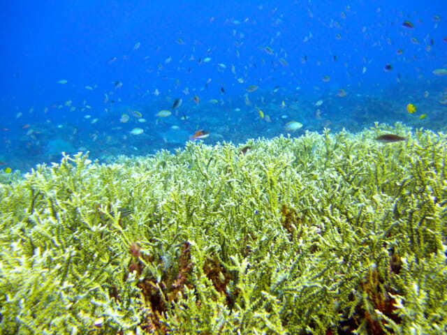 Full-Day Guided Snorkeling Tour from Kota Kinabalu - Breakdown of the Itinerary