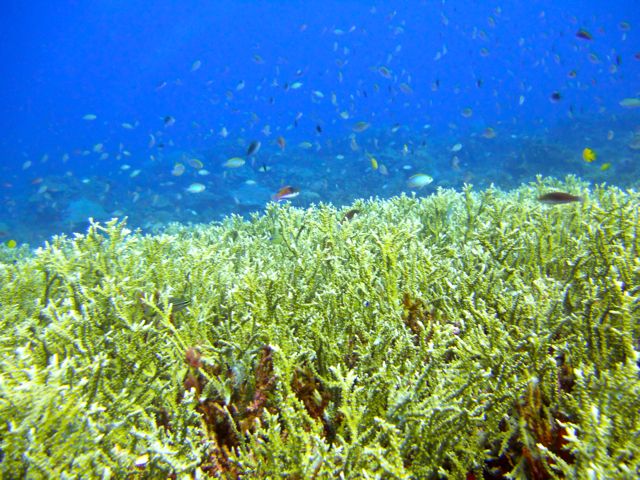 Full-Day Guided Snorkeling Tour from Kota Kinabalu - Practical Tips