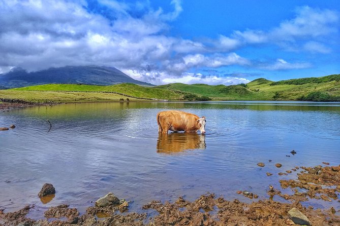 Full-Day Guided Tour in Pico Island - Highlights of the Tour