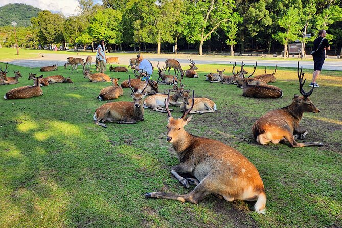 Full Day Guided Tour to Nara From Osaka by Van - Highlights of the Tour