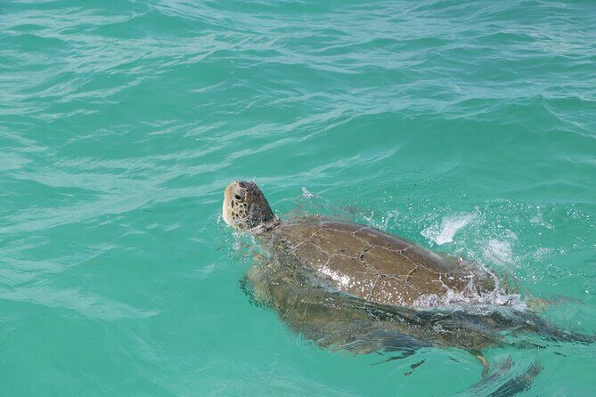 Full Day Guided Tour to Sian Ka'an (short way) - An In-Depth Look at the Sian Kaan Experience