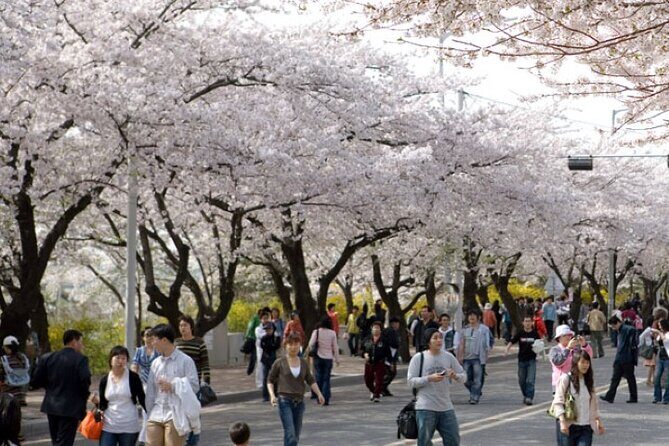 Full-day Hadong, Gwangyang, Cherry blossom, Green Tea Fields Private Tour - Why This Tour Delivers Real Value