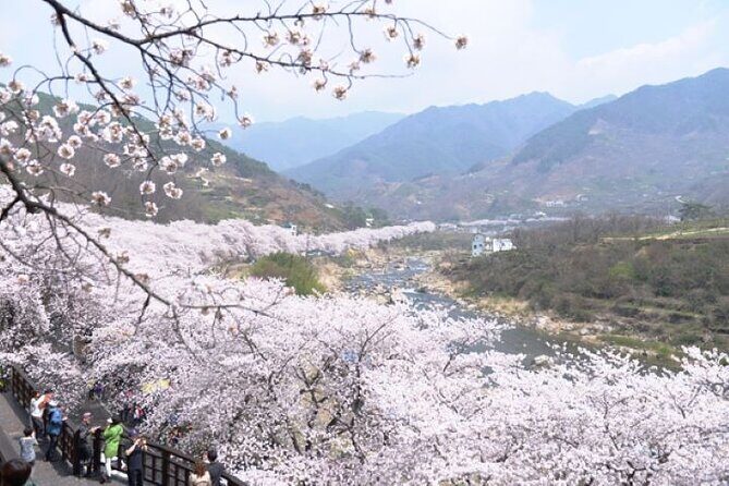 Full-day Hadong, Gwangyang, Cherry blossom, Green Tea Fields Private Tour - Who Should Consider This Tour?