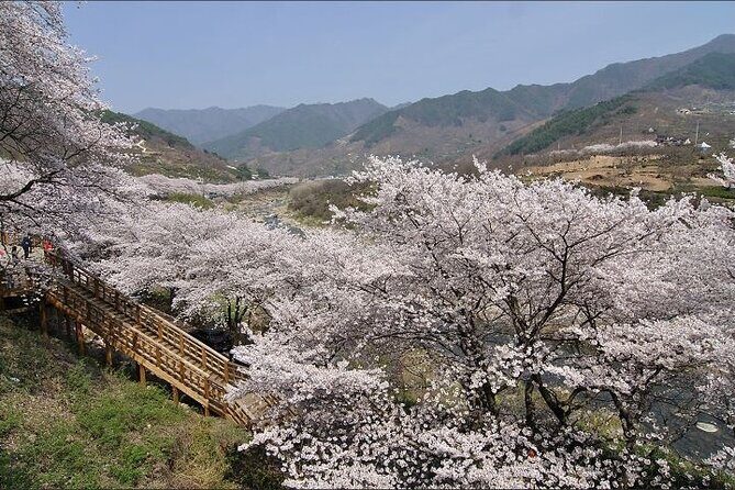 Full-day Hadong, Gwangyang, Cherry blossom, Green Tea Fields Private Tour - FAQ