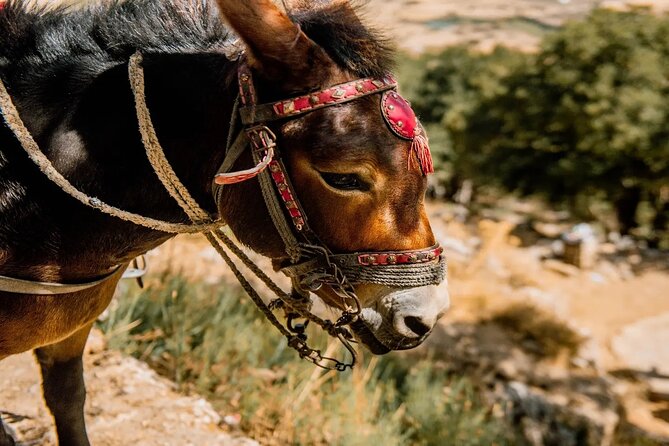 Full-Day/Half-Day Tour : Lasithi Plateau & Knossos Palace - FAQ