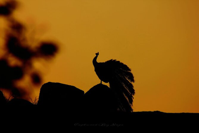 Full day / Half Day WildlifeAdventure in Yala-National-Park - Key Points