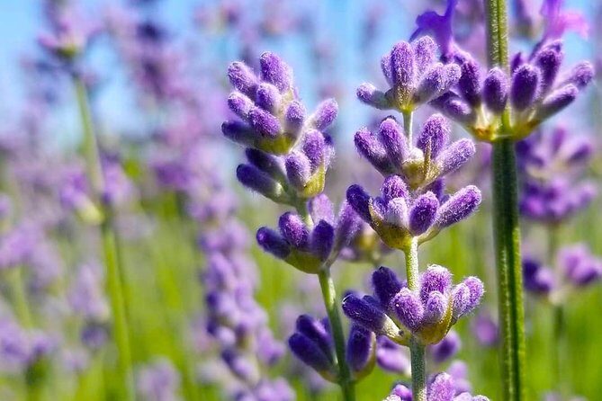Full-Day Highlights of Prince Edward County Private Tour - Who Should Consider This Tour?
