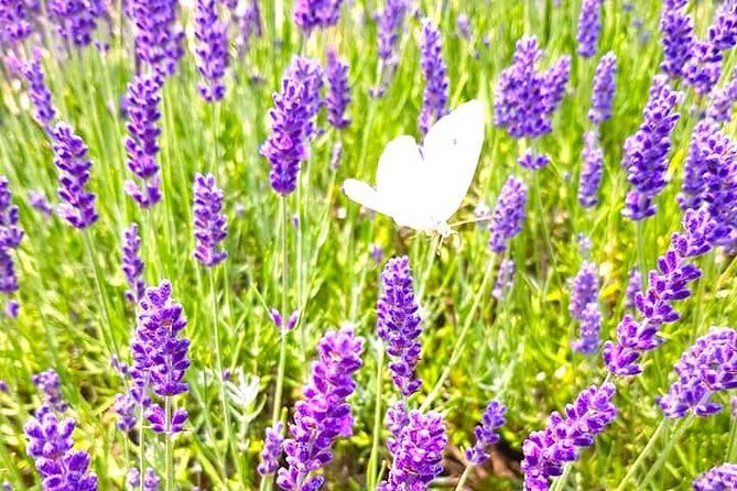 Full-Day Highlights of Prince Edward County Private Tour - Frequently Asked Questions