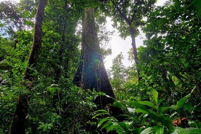 Full Day Hike Tour from Dominica - Key Points