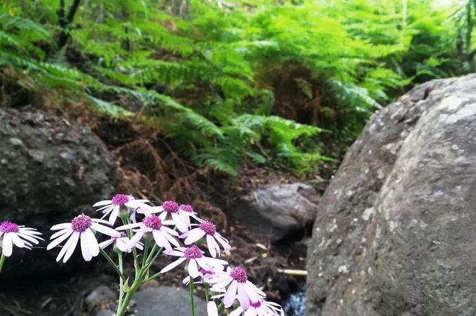 Full Day Hiking and Waterfalls Experience - Safety Guidelines and Requirements