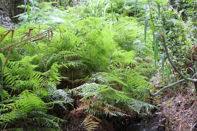 Full Day Hiking and Waterfalls Experience - Customer Reviews and Experiences