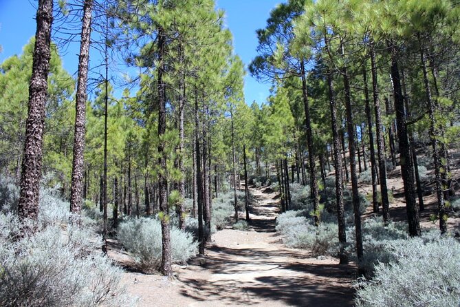 Full Day Hiking Gran Canaria Peaks of Gran Canaria - Pickup Locations and Meeting Times