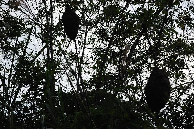 Full day hiking in Jungle of Cat Ba National park - What’s Included and What Not