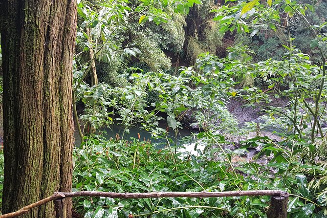 Full Day Hiking Trail Waterfalls- in Lomba de São Pedro - Azores - Who this trip is best for: