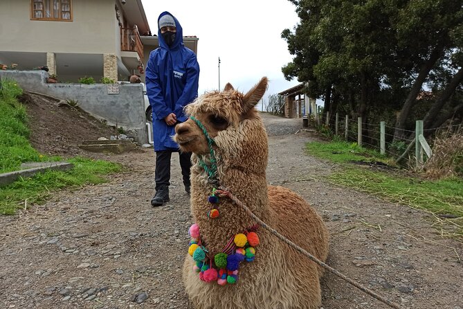 Full-Day Ingapirca Ruins and Gualaceo & Chordeleg Tour From Cuenca - Practical Tips and Information