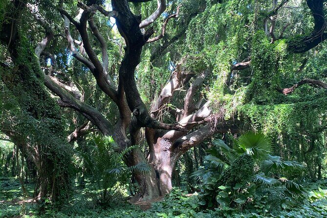 Full Day Island of Maui Private Tour - The Sum Up