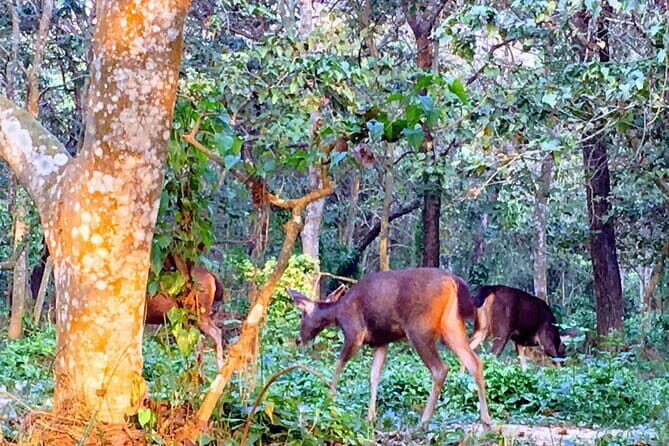 Full Day Jeep Safari in Chitwan National Park - FAQ