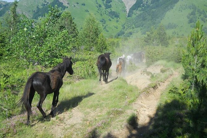 Full Day Jeep Safari Pelister Tour from Ohrid and or Bitola - Exploring North Macedonia’s Pelister National Park on a Full-Day Jeep Safari