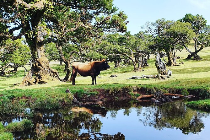 Full Day Jeep Safari Tour to Porto Moniz and Cabo Girão - Accessibility and Comfort