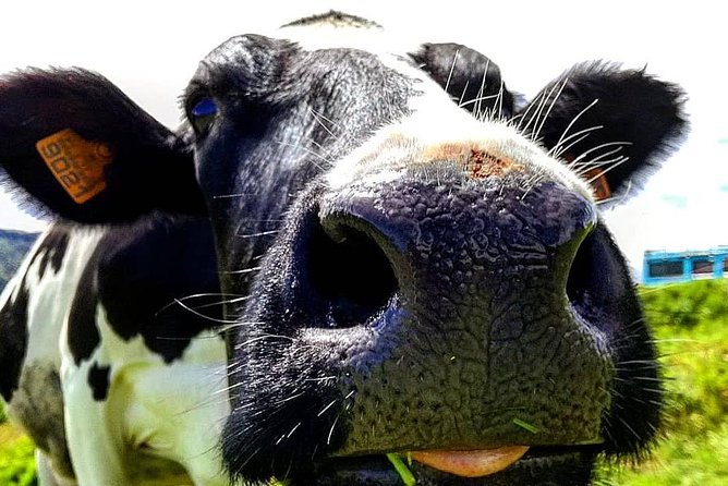 Full Day Jeep Tour Nordeste With Lunch Included - Tour Experience and Guides