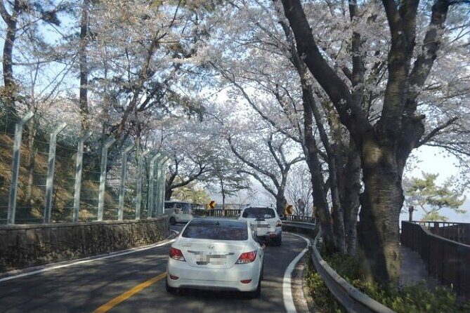 Full-Day Jinhae Cherry Blossom festival Private tour - Who Will Love This Tour?