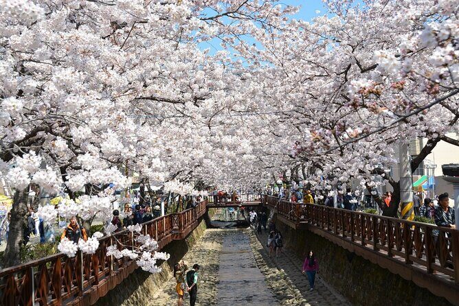 Full-Day Jinhae Cherry Blossom festival Private tour - Frequently Asked Questions