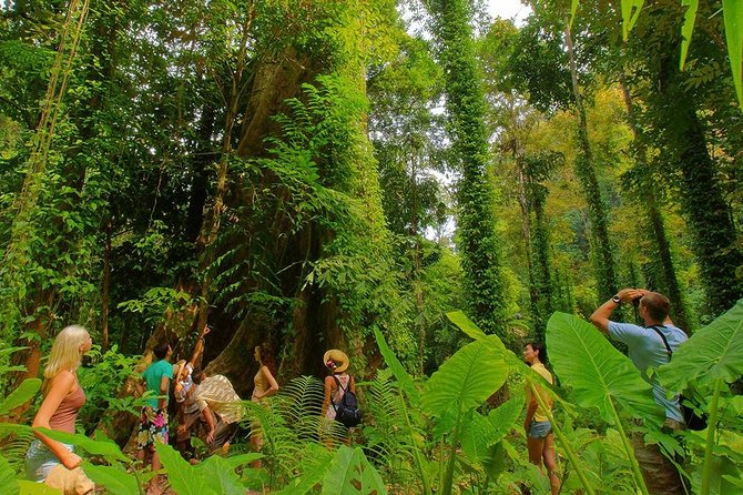 Full-Day Jungle Tour Including Tiger Cave Temple, Crystal Pool and Krabi Hot Springs - The Sum Up