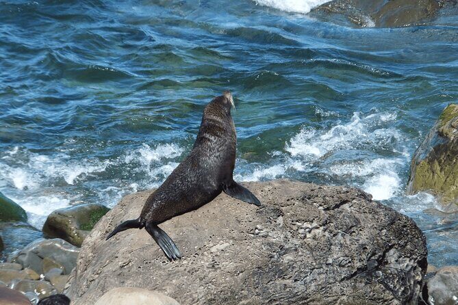 Full Day Kaikoura Tour Whale Watching Seals and Scenic Coast - Exploring the Itinerary: What to Expect