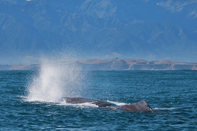 Full Day Kaikoura Tour Whale Watching Seals and Scenic Coast - Final Thoughts: Is This Tour Worth It?