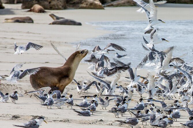 Full-Day Kangaroo Island Experience Departing from Kangaroo Island - Practical Aspects: Transportation, Timing, and Group Size