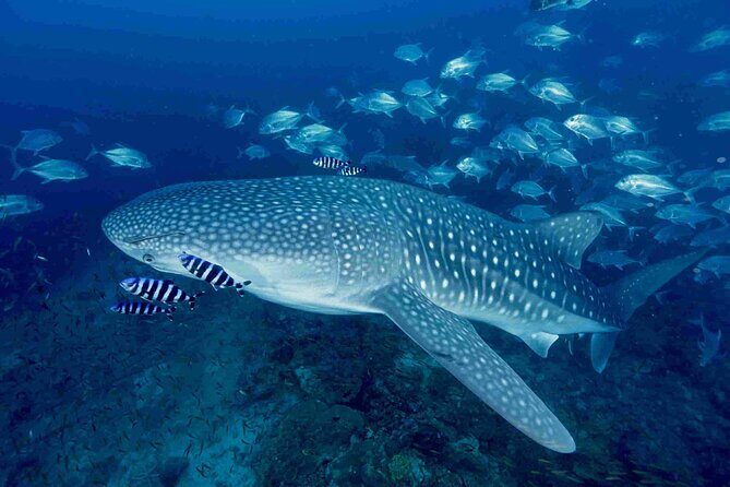 Full-Day Koh Bon Scuba Diving from Phuket - Detailed Review of the Koh Bon Scuba Diving Experience