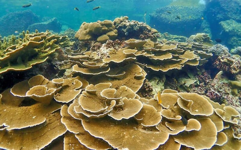 Full-Day Koh Lipe 5 points Snorkeling (East Zone) with Lunch - A Detailed Look at the Experience