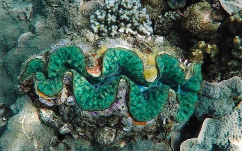 Full-Day Koh Lipe 5 points Snorkeling Experience with Lunch - Final Thoughts: Who Should Consider This Tour?