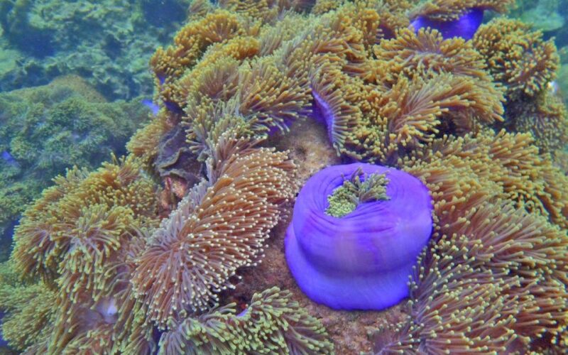 Full-Day Koh Lipe 7 points Snorkeling Experience with Lunch - Wrapping Up: The Return Journey