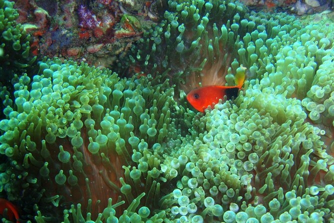 Full-Day Koh Phi Phi Scuba Diving Course from Phuket - Price and Value