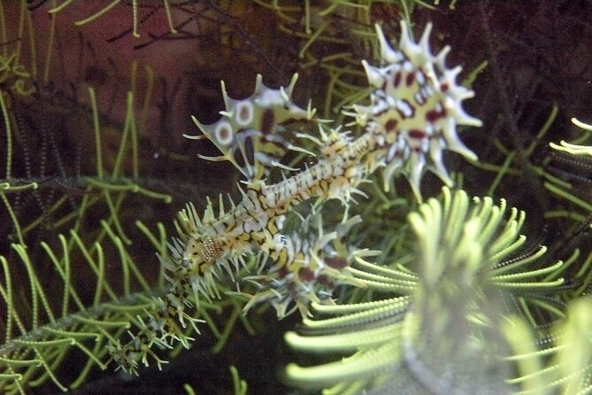 Full-Day Koh Phi Phi Scuba Diving Course from Phuket - Final Thoughts