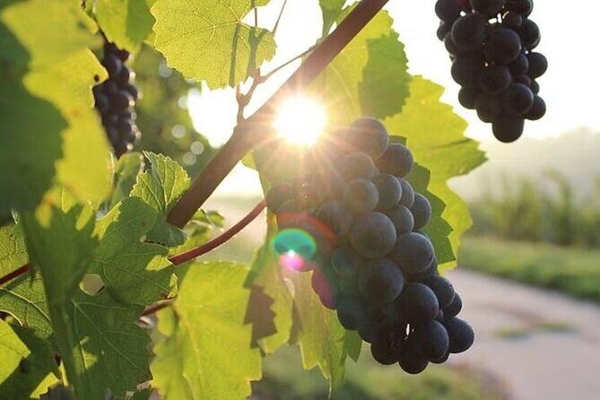Full Day Korcula and Peljesac Wine Tasting Tour in Dubrovnik - Transportation, Group Size, and Overall Comfort