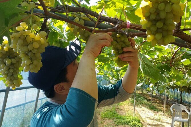 Full-Day Korean orchard tour with Lunch[Depart from Busan] - Key Points