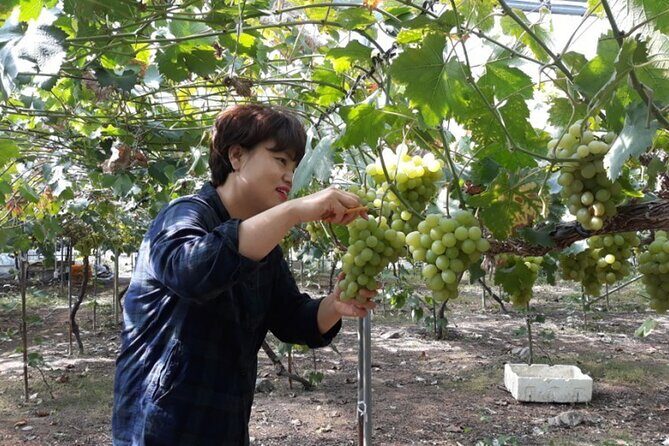Full-Day Korean orchard tour with Lunch[Depart from Busan] - FAQ