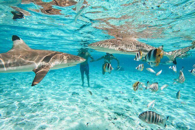 Full Day Lagoon Group Tour in Bora Bora with Lunch - A Closer Look at the Lagoon Tour