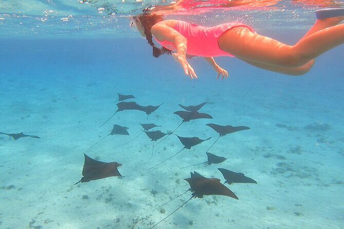 Full-day Lagoon Safari Tour with Lunch in Bora Bora - Shared tour - Key Points
