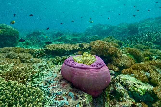 Full Day Land and Sea Tour to Nusa Penida with 4 Snorkeling Spots - Who Would Love This Tour?